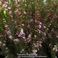 Astartea 'Winter Pink' - Garden.org