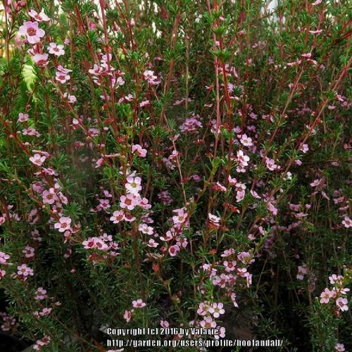 Astartea 'Winter Pink' - Garden.org