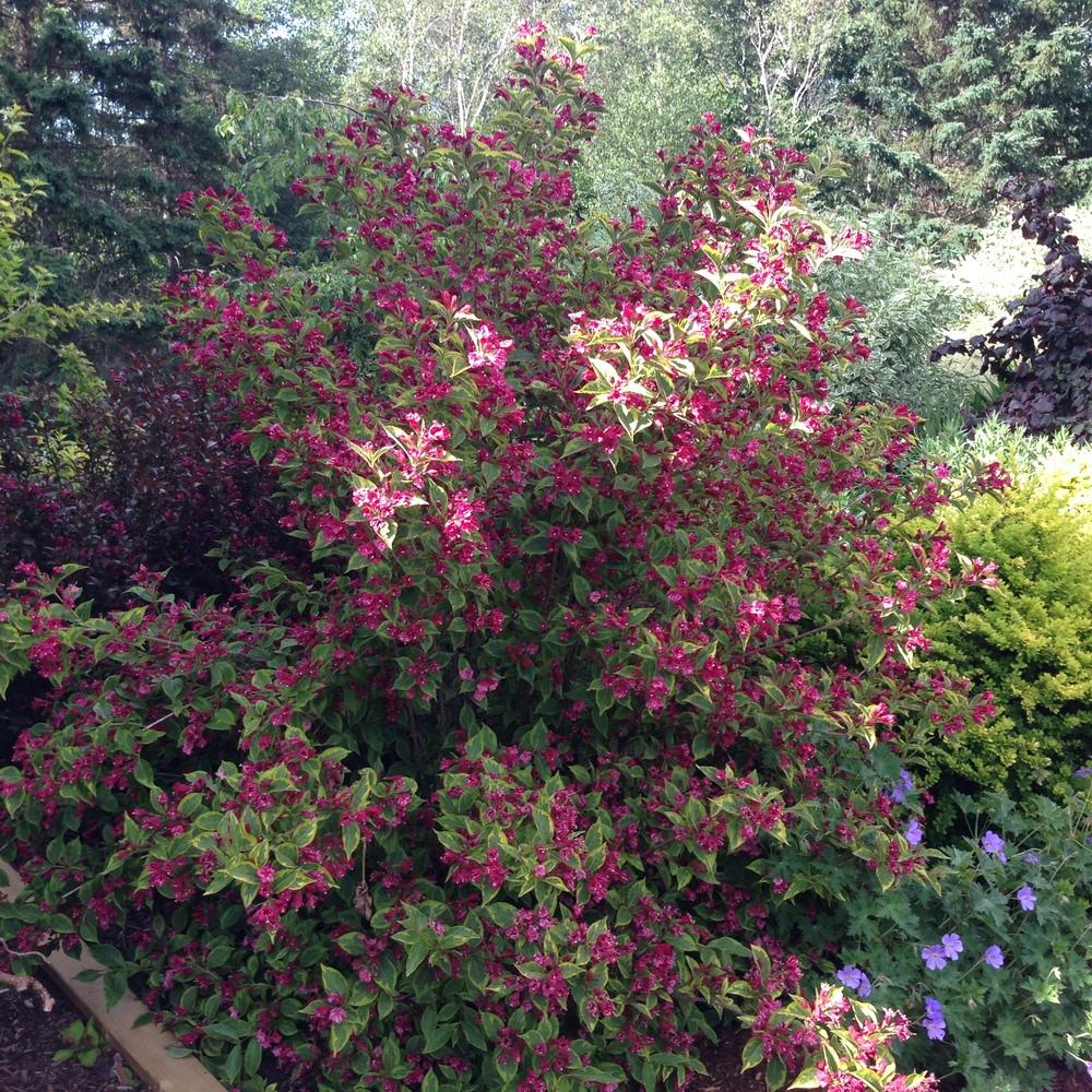 Photo of the entire plant of Variegated Weigela (Weigela florida French ...