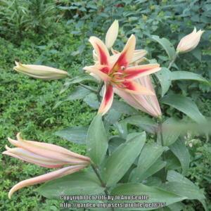 Lily (Lilium 'Olympic Torch') in the Lilies Database - Garden.org