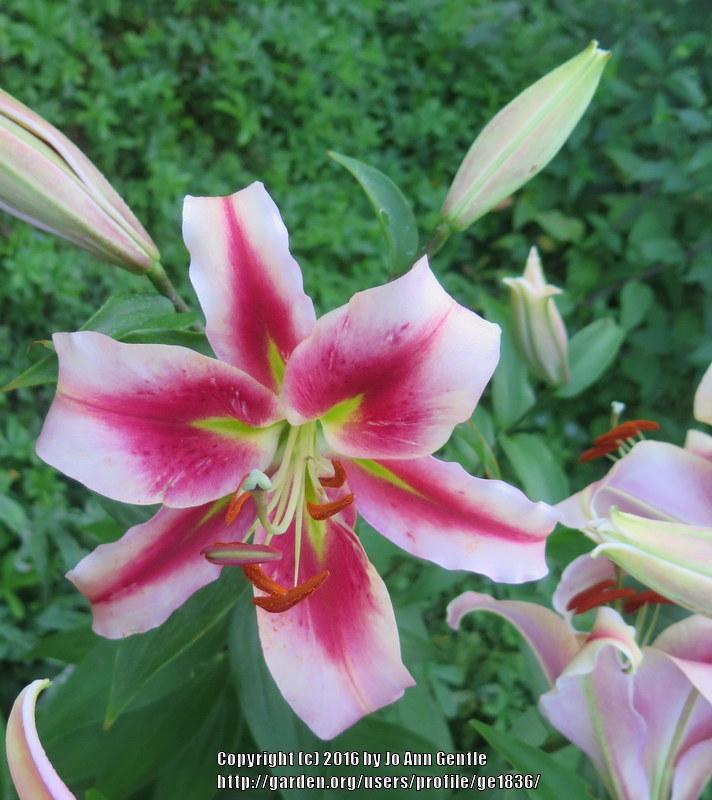Photo of the bloom of Lily (Lilium 'Olympic Torch') posted by ge1836 ...