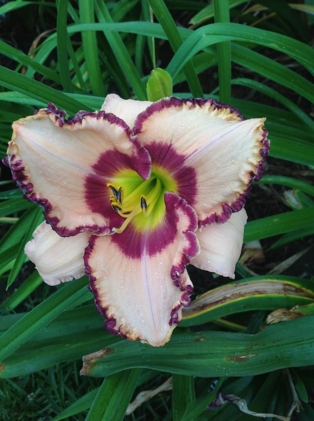 Daylily (Hemerocallis 'Cryptic Message') in the Daylilies Database ...