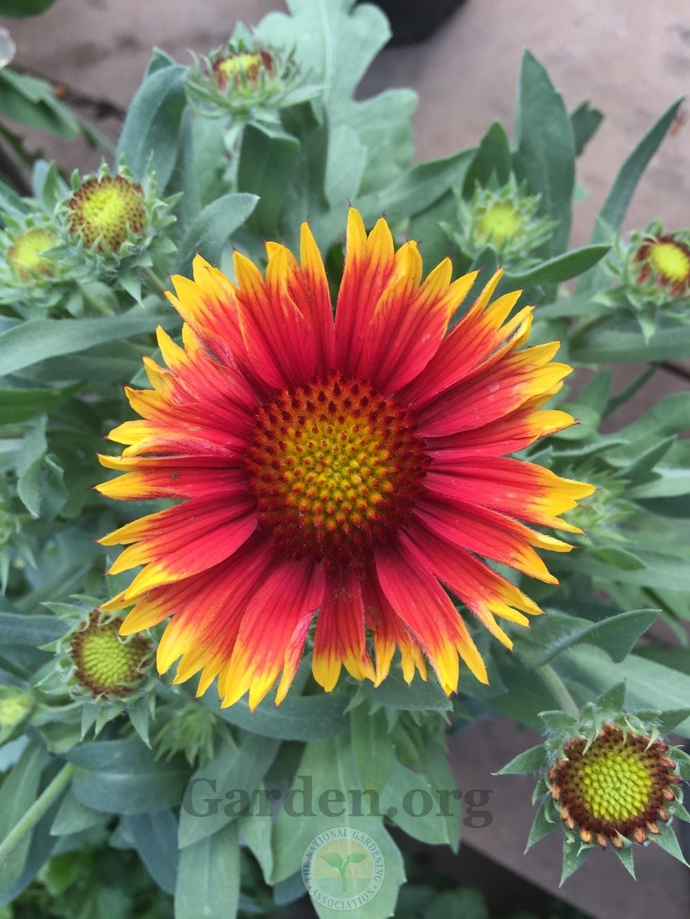 Photo of the entire plant of Blanket Flower (Gaillardia 'Arizona Sun ...