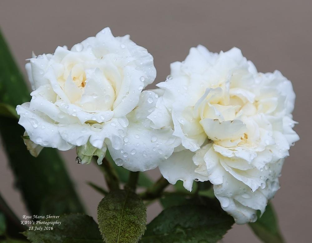 Photo of the bloom of Rose (Rosa 'Maria Shriver') posted by kbw664 ...