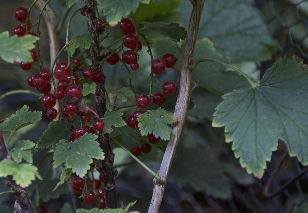Photo of the leaves of Red Currant (Ribes rubrum 'Red Lake') posted by ...