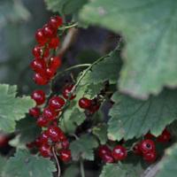 Red Currant (Ribes rubrum 'Red Lake') in the Currants and Gooseberries ...