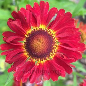 Sneezeweed (Helenium autumnale Mariachi™ Ranchera) - Garden.org