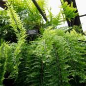 Photo of the entire plant of Basket Fern (Aglaomorpha rigidula 'Whitei ...