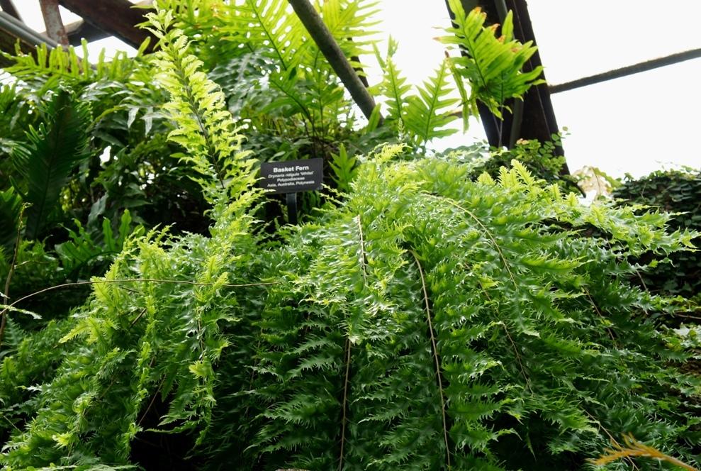 Photo of the entire plant of Basket Fern (Drynaria rigidula 'Whitei ...