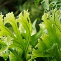 Dwarf Elkhorn Fern (Microsorum punctatum 'Grandiceps') - Garden.org