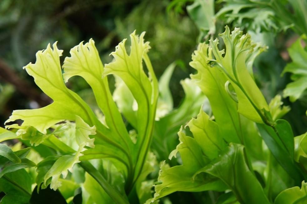 Photo of the leaves of Dwarf Elkhorn Fern (Microsorum punctatum ...