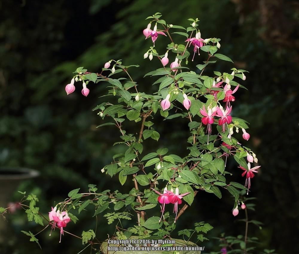 Photo of the entire plant of Hardy Fuchsia (Fuchsia 'Garden News ...