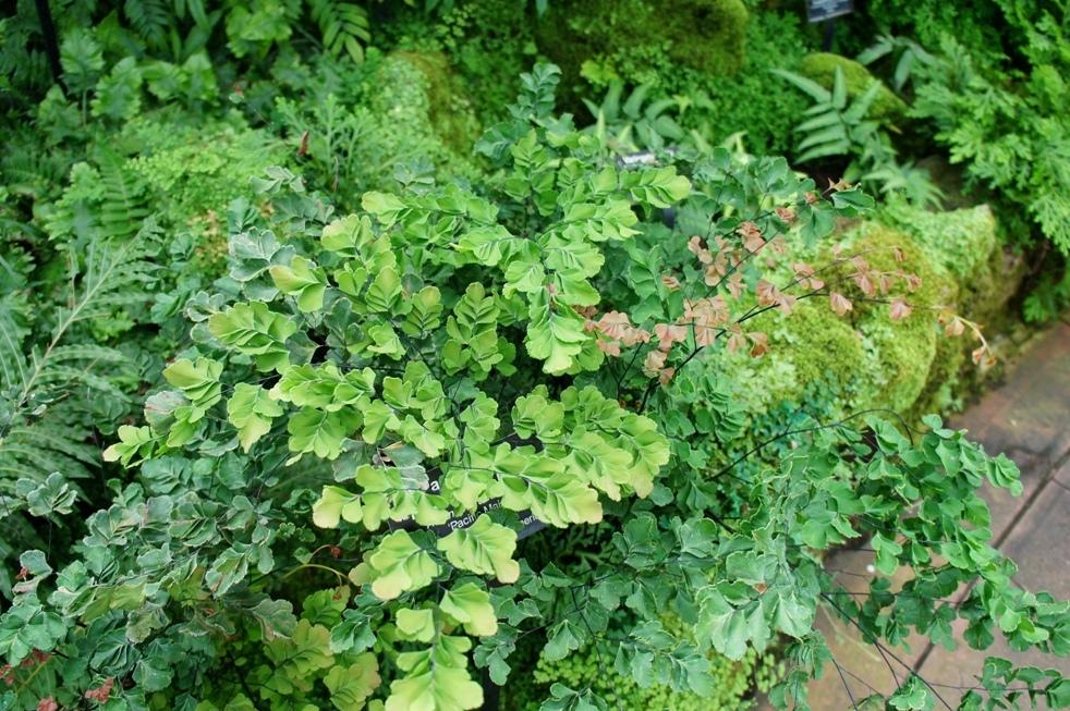 Delta Maidenhair Fern (Adiantum raddianum 'Pacific Maid') - Garden.org