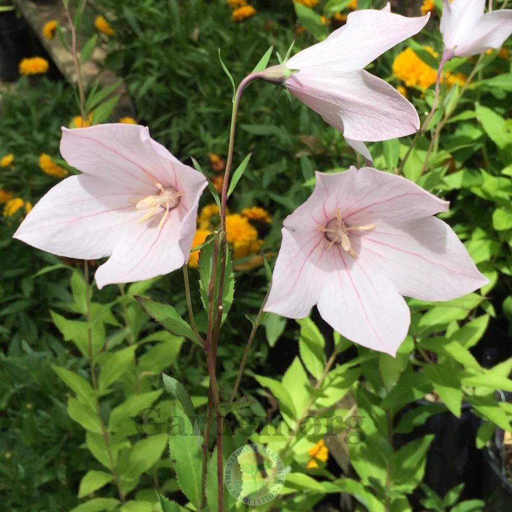 Photo of the entire plant of Balloon Flower (Platycodon grandiflorus ...