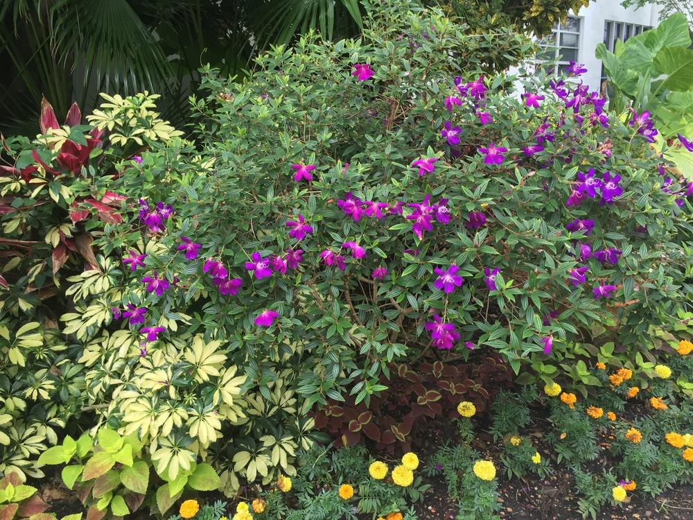 Photo of the entire plant of Glory Bush (Pleroma granulosum) posted by ...