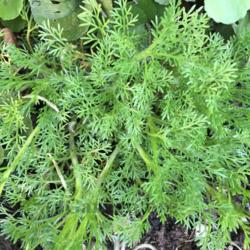 Silver Cotula (Cotula hispida) - Garden.org