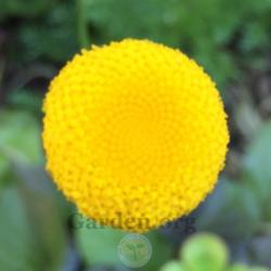 Silver Cotula (Cotula hispida) - Garden.org