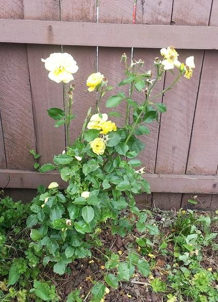 Help me prune these poor neglected roses! in the Ask a Question forum ...