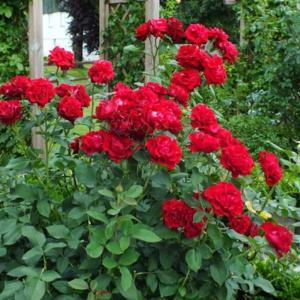 Rose (Rosa 'Hommage a Barbara') in the Roses Database - Garden.org