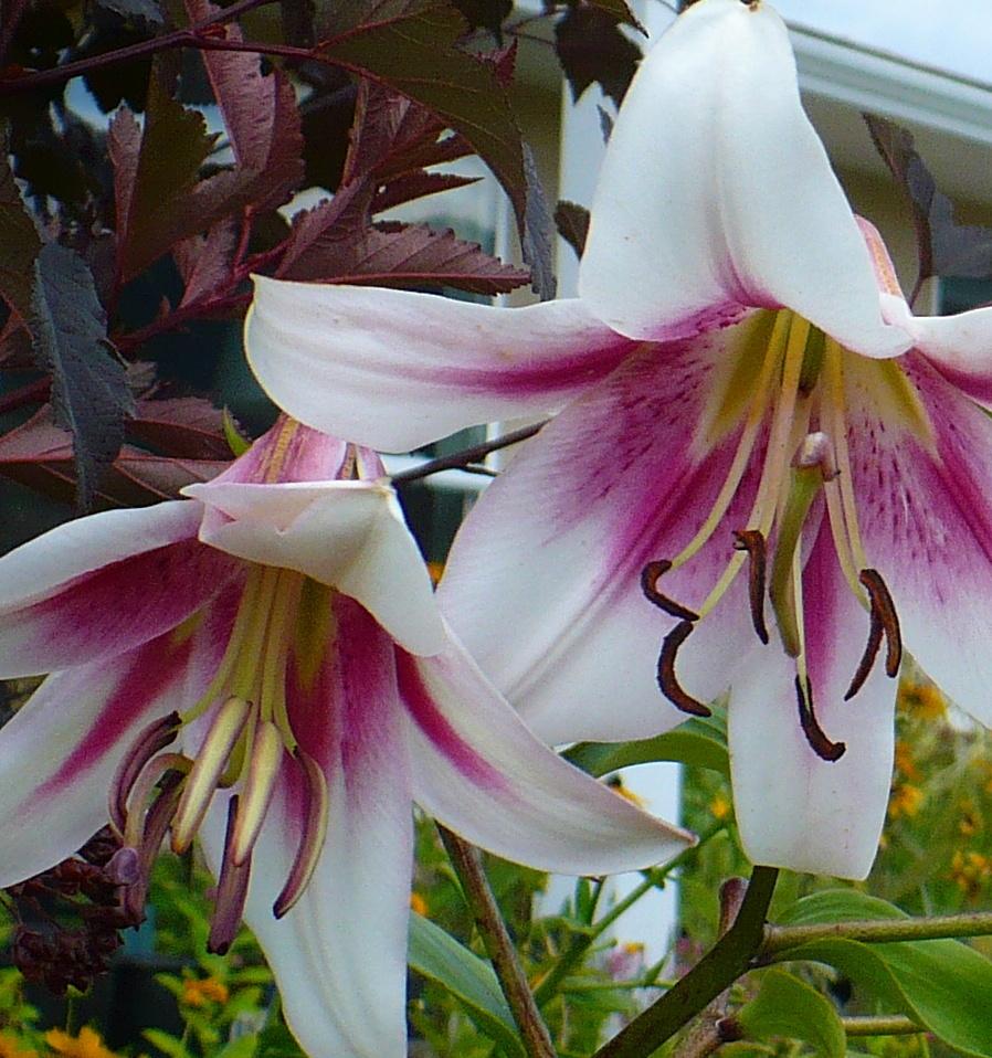 Lily (Lilium 'Starburst Sensation') in the Lilies Database - Garden.org