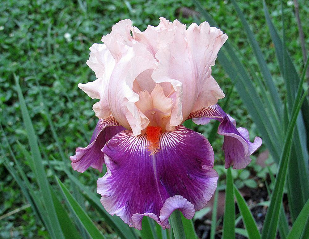 Photo of the bloom of Tall Bearded Iris (Iris 'Cherry Blossom Song') posted by Lestv - Garden.org