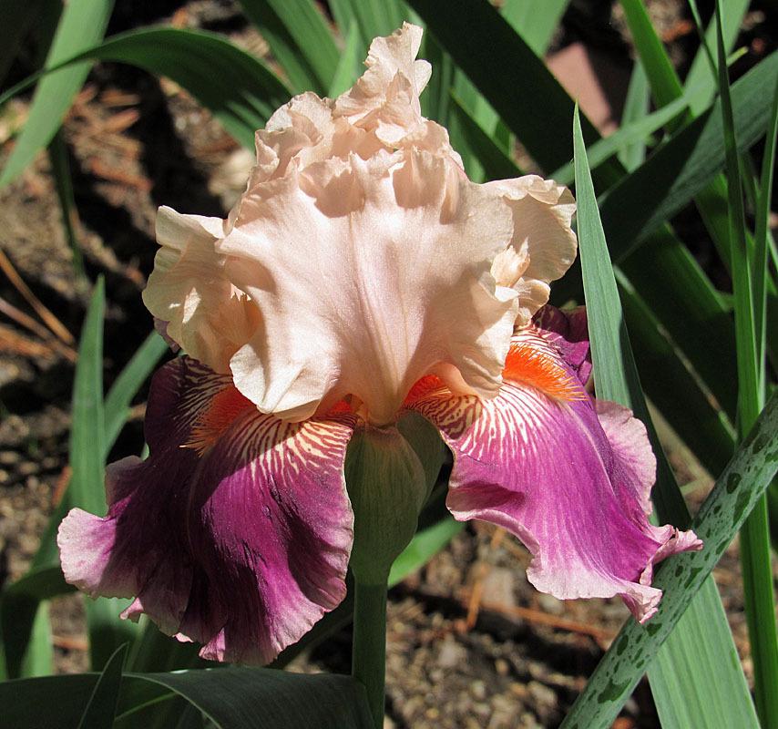 Photo of the bloom of Tall Bearded Iris (Iris 'Cherry Blossom Song') posted by Lestv - Garden.org
