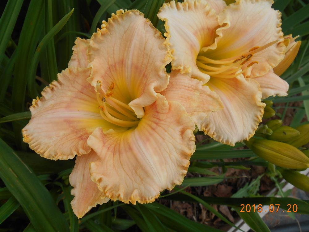 Photo of the bloom of Daylily (Hemerocallis 'Queen of Softness') posted ...