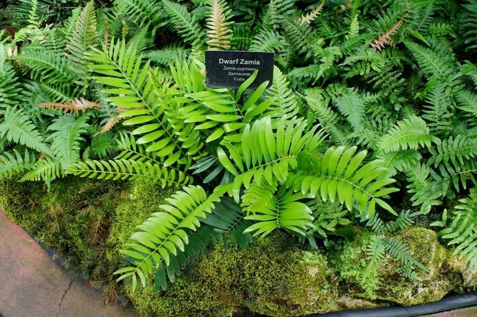 Cycad (Zamia pygmaea) - Garden.org