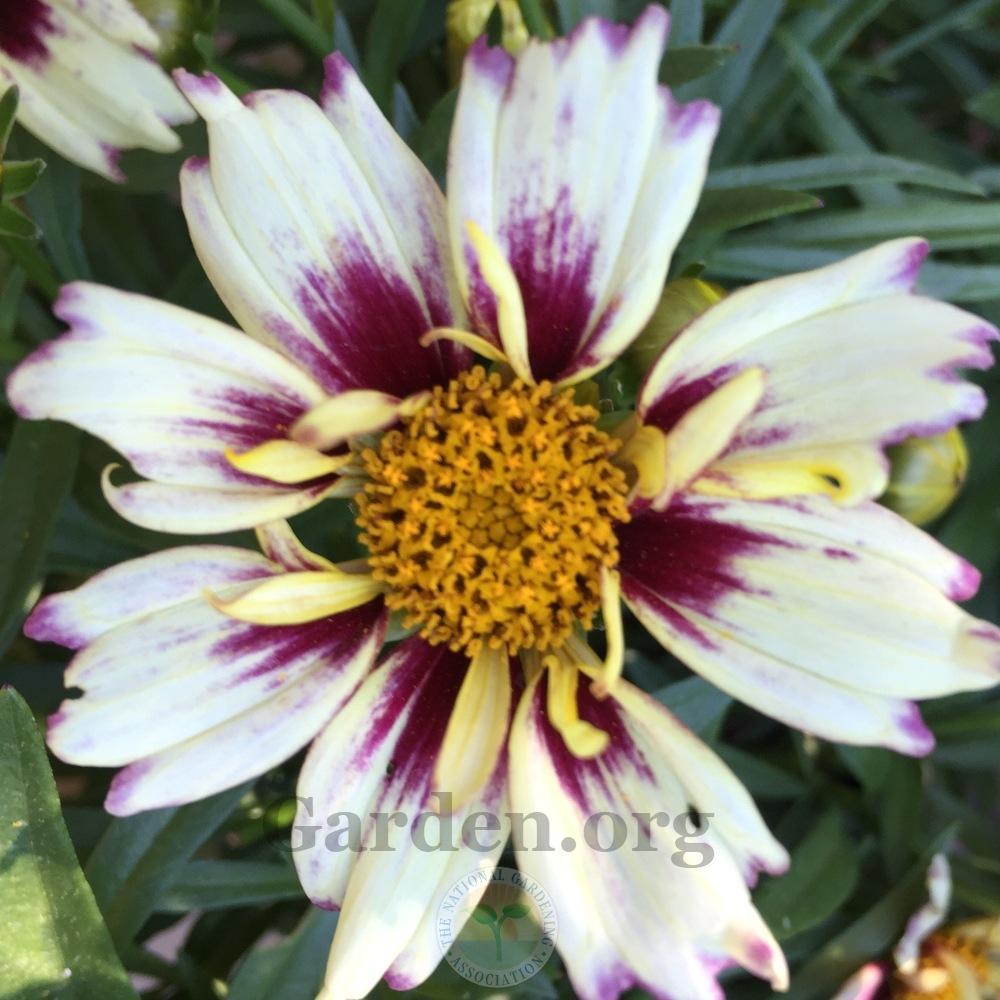 Tickseed (Coreopsis Li'l Bang™ Starlight) in the Tickseeds Database ...