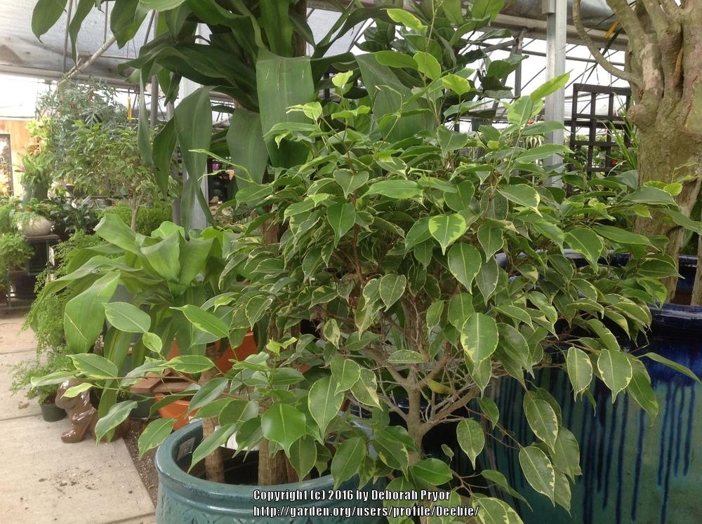 Weeping Fig (Ficus benjamina 'Wintergreen') - Garden.org
