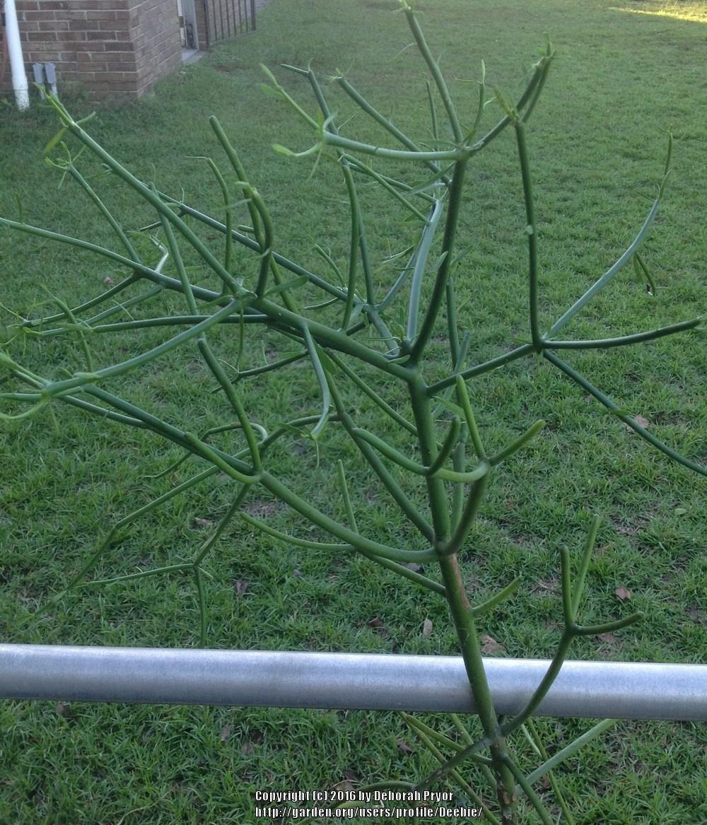 Photo of the entire plant of Pencil Tree (Euphorbia tirucalli) posted ...