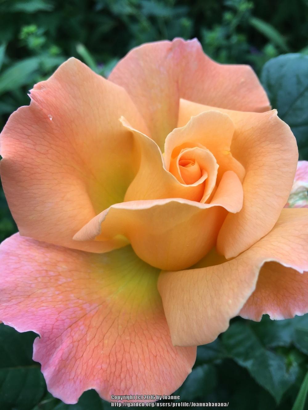 Rose (Rosa 'Rosemary Harkness') in the Roses Database - Garden.org