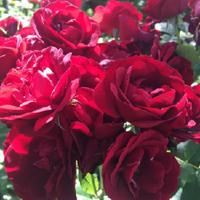 Rose (Rosa 'Hope for Humanity') in the Roses Database - Garden.org