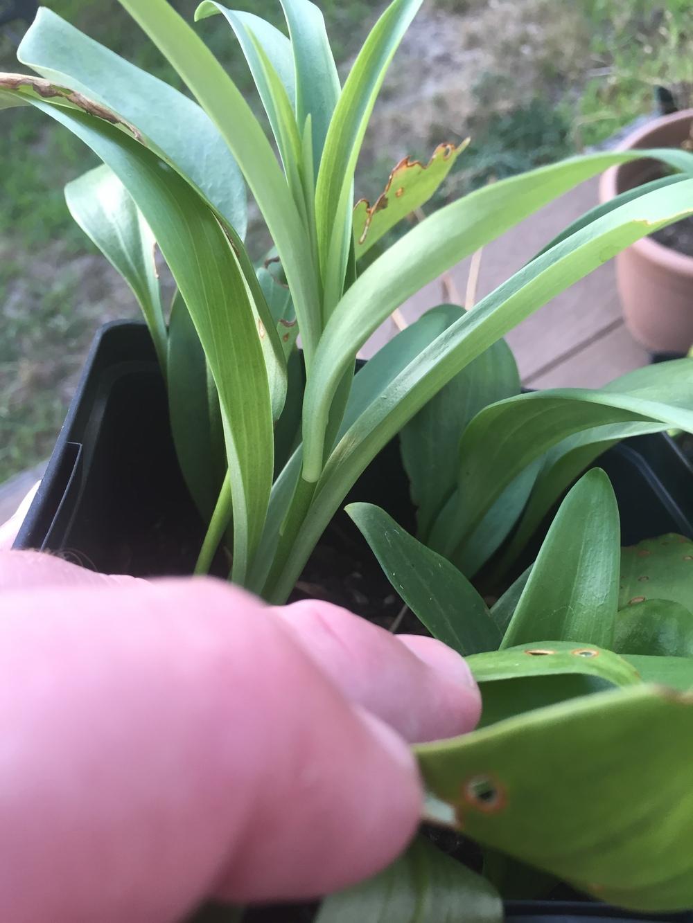 Very vigorous seedlings! in the Lilies forum - Garden.org