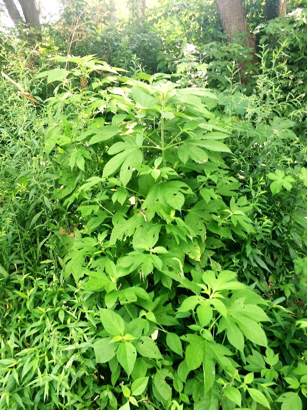 Giant Ragweed Plant
