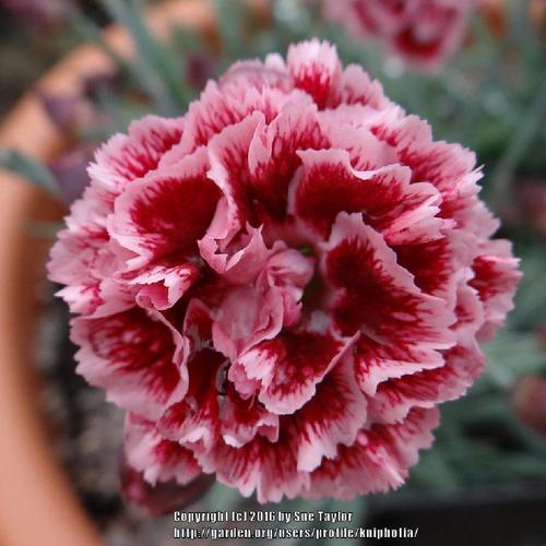 Dianthus Scent First® Sugar Plum in the Dianthus Database - Garden.org