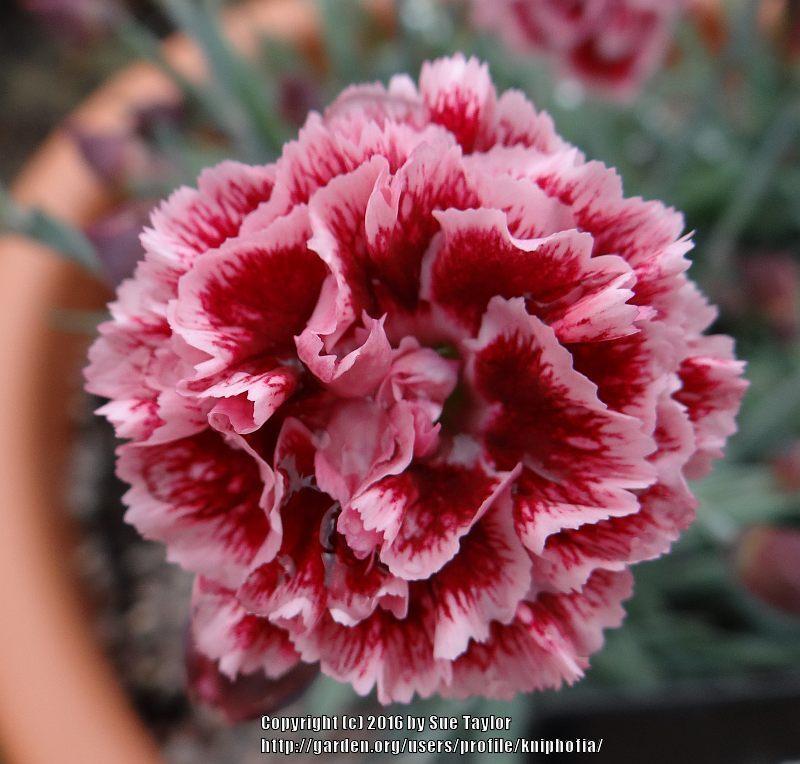Dianthus Scent First® Sugar Plum in the Dianthus Database - Garden.org
