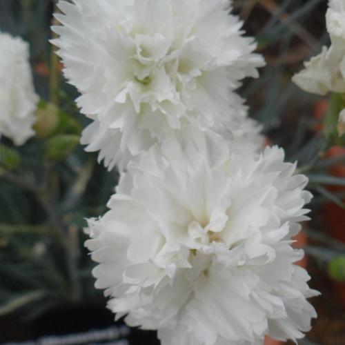 Dianthus Scent First® Memories in the Dianthus Database - Garden.org