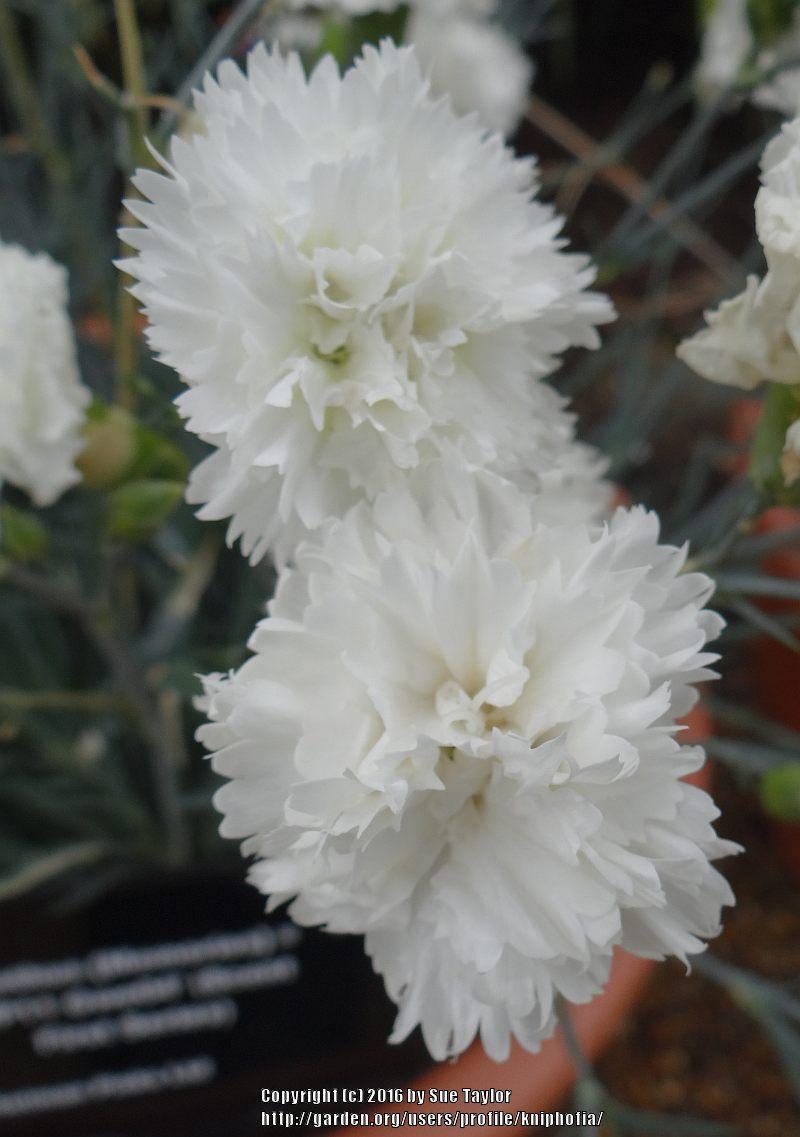 Dianthus Scent First® Memories in the Dianthus Database - Garden.org