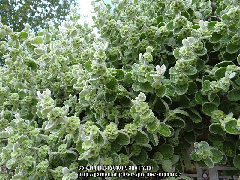 Photo of the entire plant of Grecian Horehound (Pseudodictamnus ...
