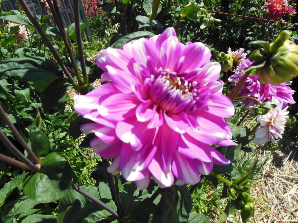 Dahlia 'Pink Gingham' in the Dahlias Database - Garden.org