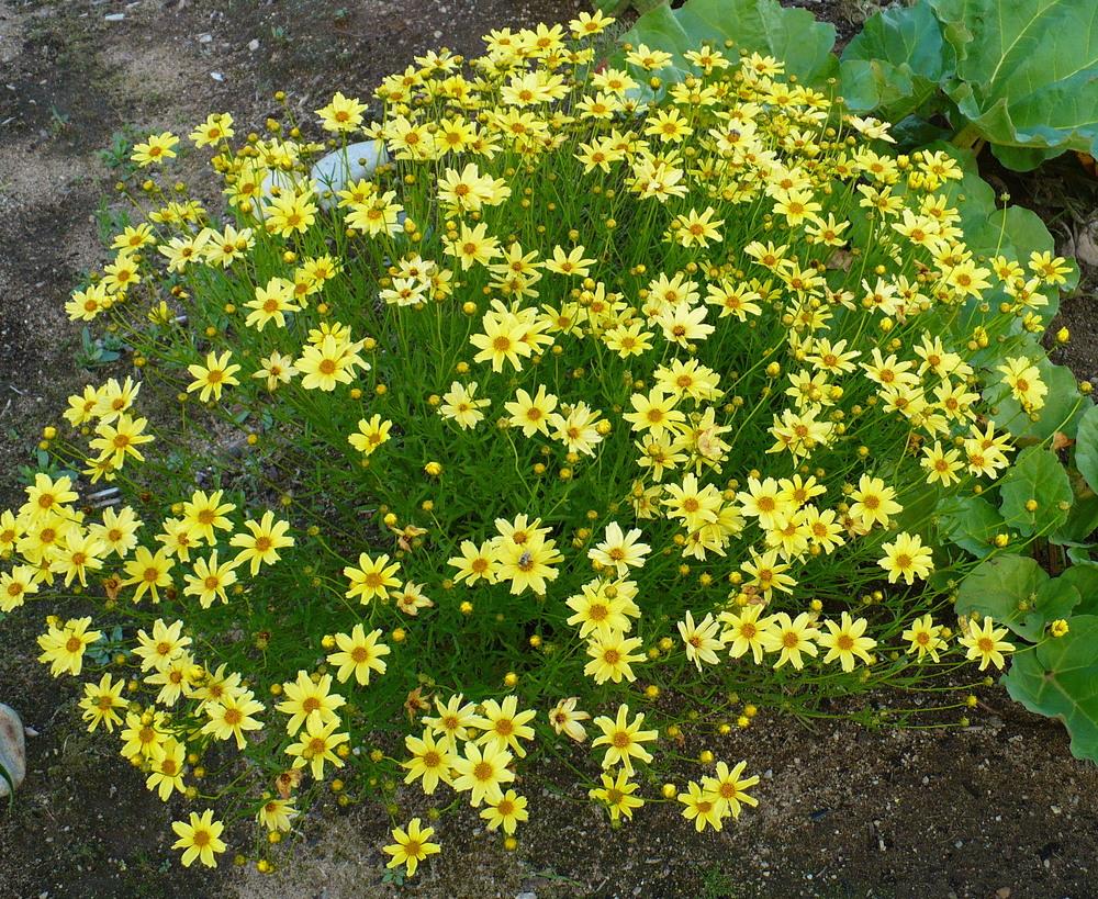 Threadleaf Coreopsis (Coreopsis verticillata 'Creme Brulee') in the ...