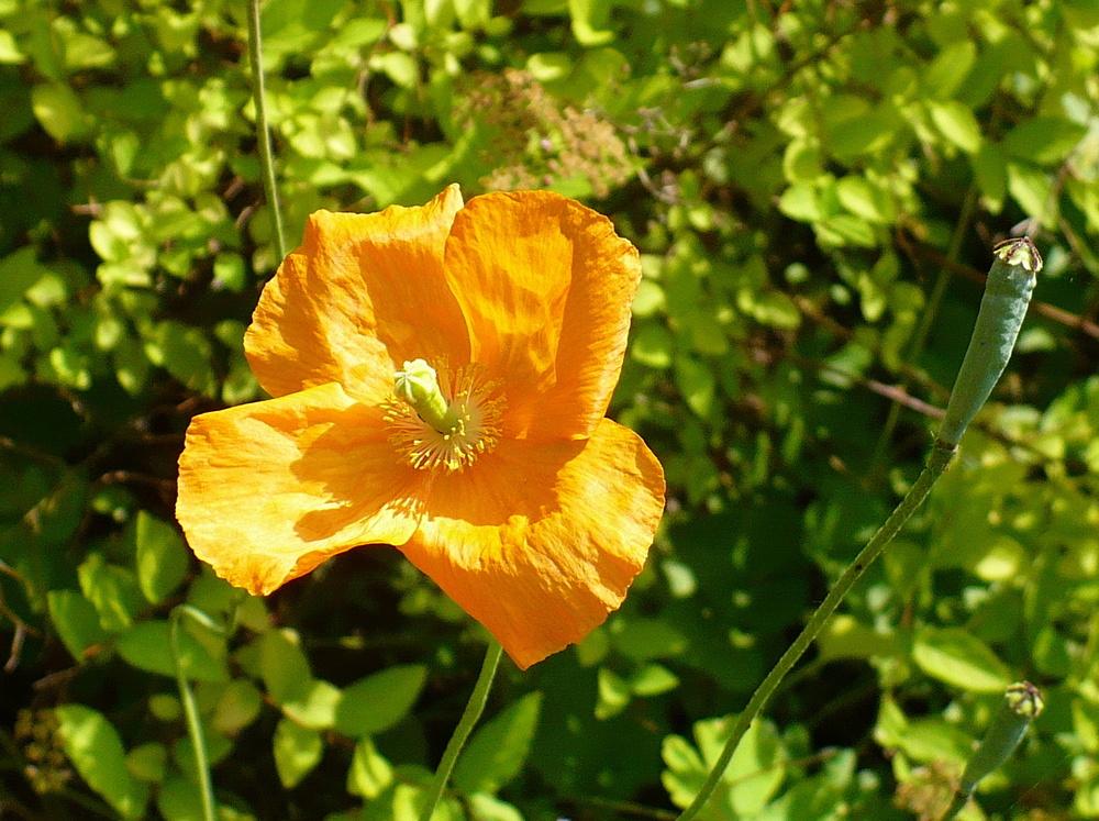 Photo of the seed pods or heads of Moroccan Poppy (Papaver atlanticum ...