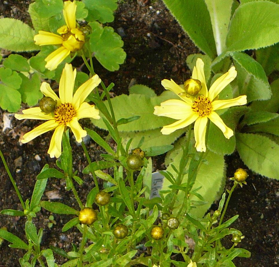Photo of the closeup of buds, sepals and receptacles of Threadleaf ...