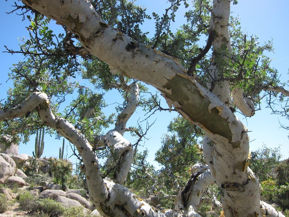 Photo of the habitat view of Baja Elephant Bush (Pachycormus discolor ...