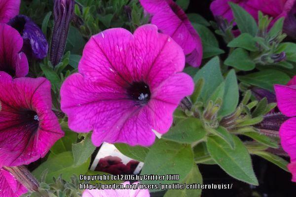 Multiflora Mounding Petunia (Petunia Potunia® Plus Purple) in the ...