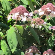 The Main Plant entry for Hydrangeas (Hydrangea) - Garden.org