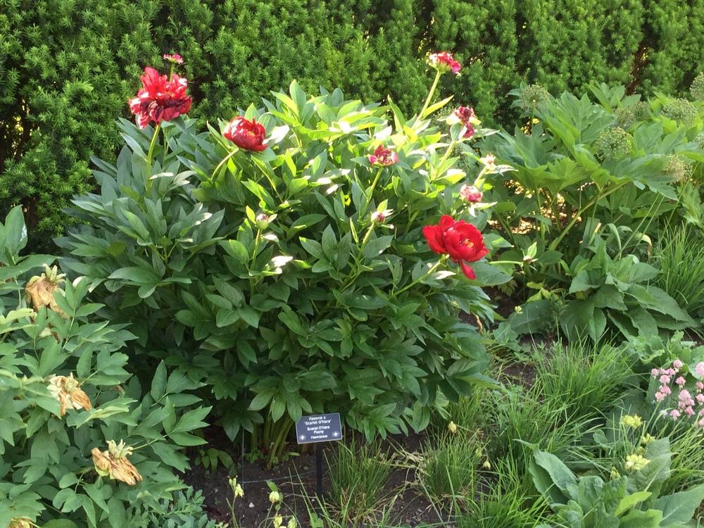 Allen Centennial Gardens in Madison WI in the Peonies forum - Garden.org