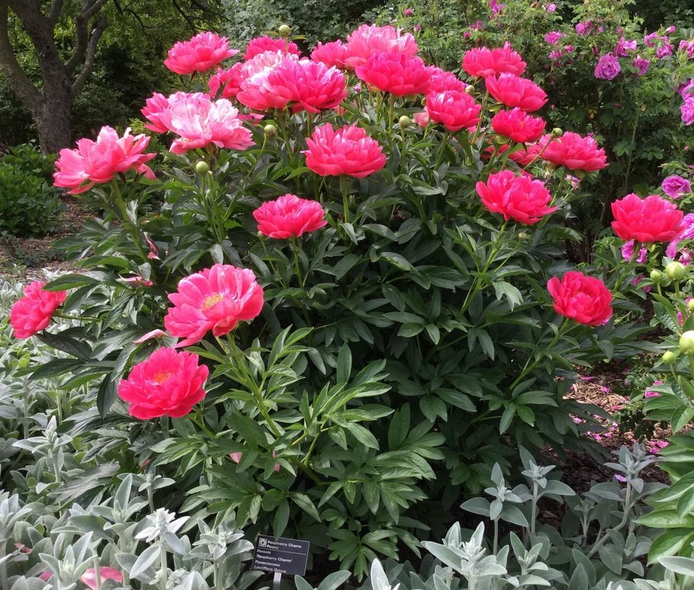 Photo of the entire plant of Peony (Paeonia 'Raspberry Charm') posted ...