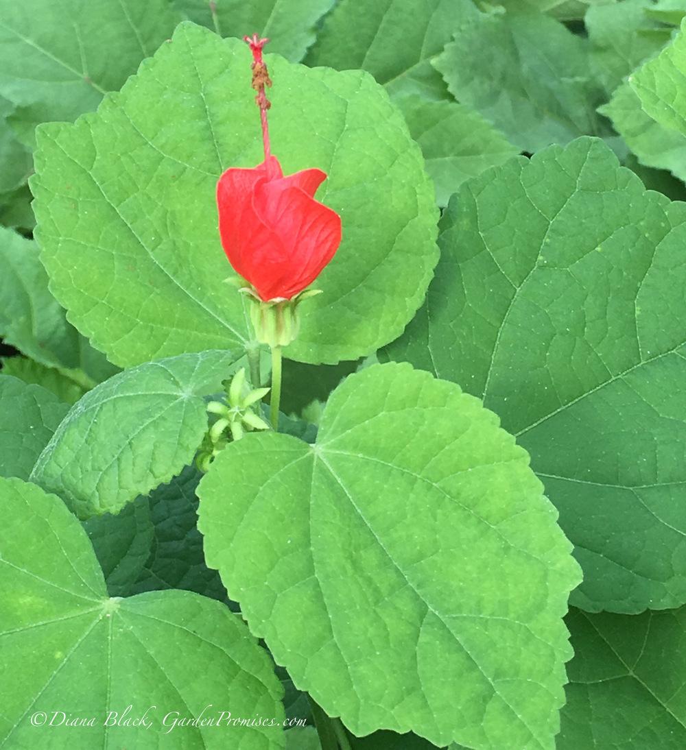 Photo of the leaves of Turk's Cap (Malvaviscus arboreus var. drummondii) posted by Rocks2Blooms ...